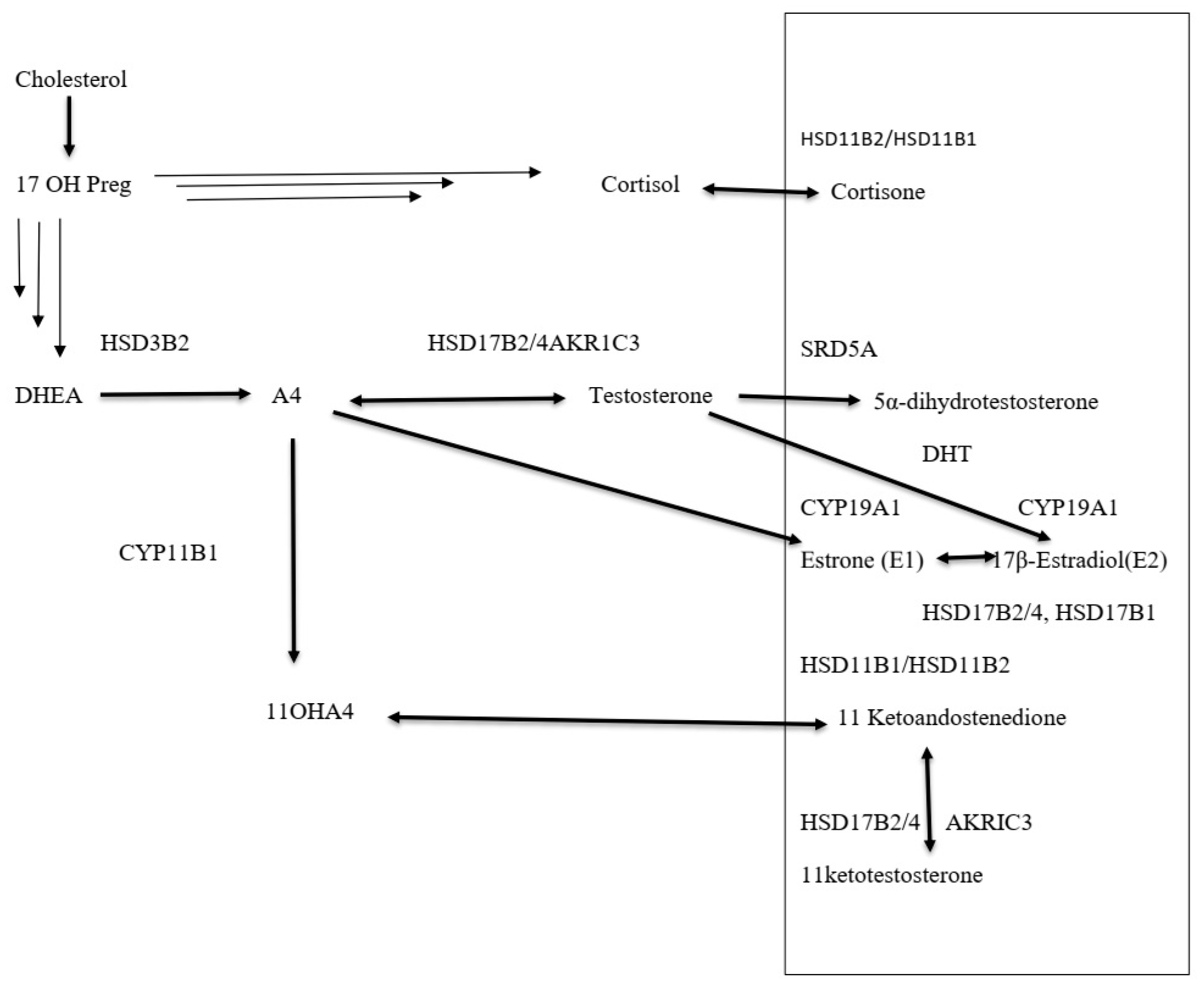 Clinical Application of Steroid Profiles and Their Interpretation in ...