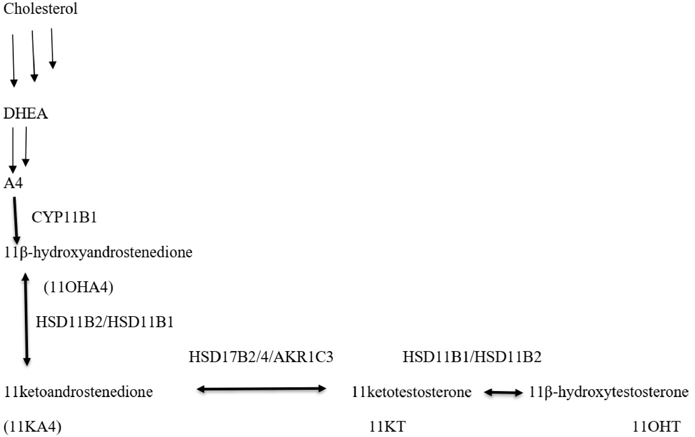 Clinical Application of Steroid Profiles and Their Interpretation in ...