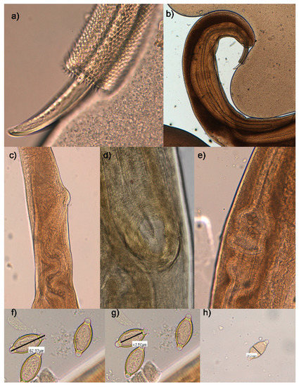 Morphological and Molecular Characterization of Trichuris sp. (Nematoda ...