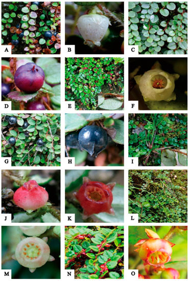 Genetic Variation in Gaultheria nummularioides (Ericaceae: Gaultherieae ...
