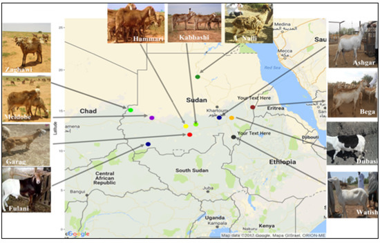 Genome-Wide Genetic Diversity and Population Structure of Local Sudanese Sheep Populations ...