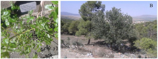 Evaluation of Genetic Variability among Three Pistacia Species Using ...