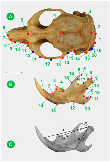 Geometric Morphometrics of the Cranium and Mandible in Social Voles of ...