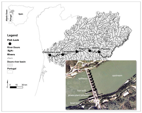 Fish Use of a Borland-Type Fish Lock in an Iberian River