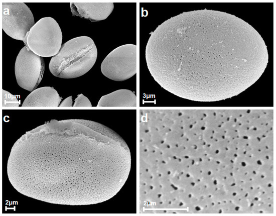 How Do Pollen Grains of Convallaria majalis L. Respond to Different ...