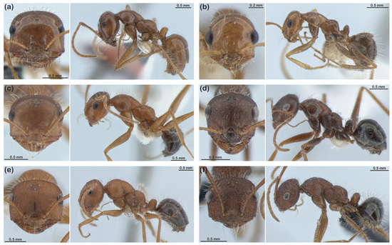 Unrecognised Ant Megadiversity in the Australian Monsoonal Tropics: The ...
