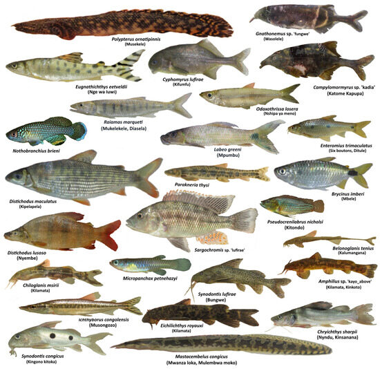 Diversity Special Issue Biodiversity And Biogeography Of Freshwater Diversity Special Issue Biodiversity And Biogeography Of Freshwater