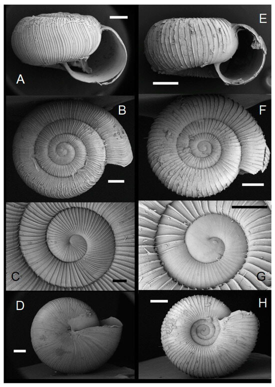 The Phylogenetic Relationships of Australian Species within Charopidae (Gastropoda: Punctoidea)