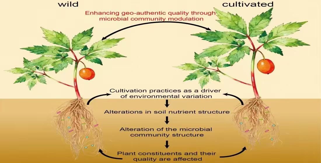 Artificial Cultivation Reshapes Soil Nutrient Heterogeneity, Microbial ...