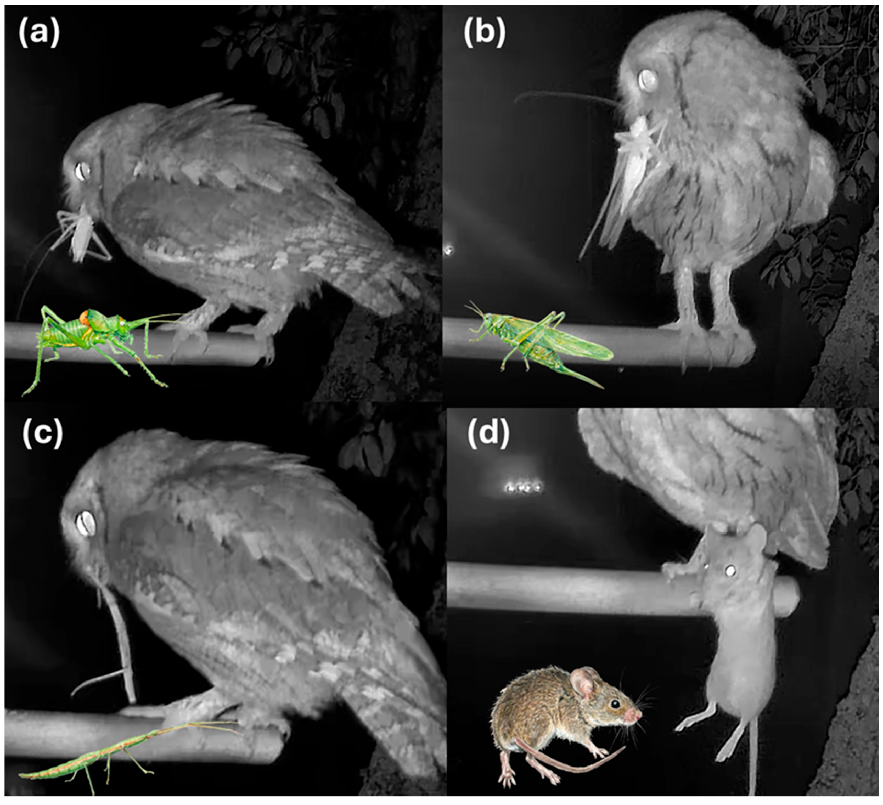 Selective Predation and Chick Provisioning Rhythms in the European ...