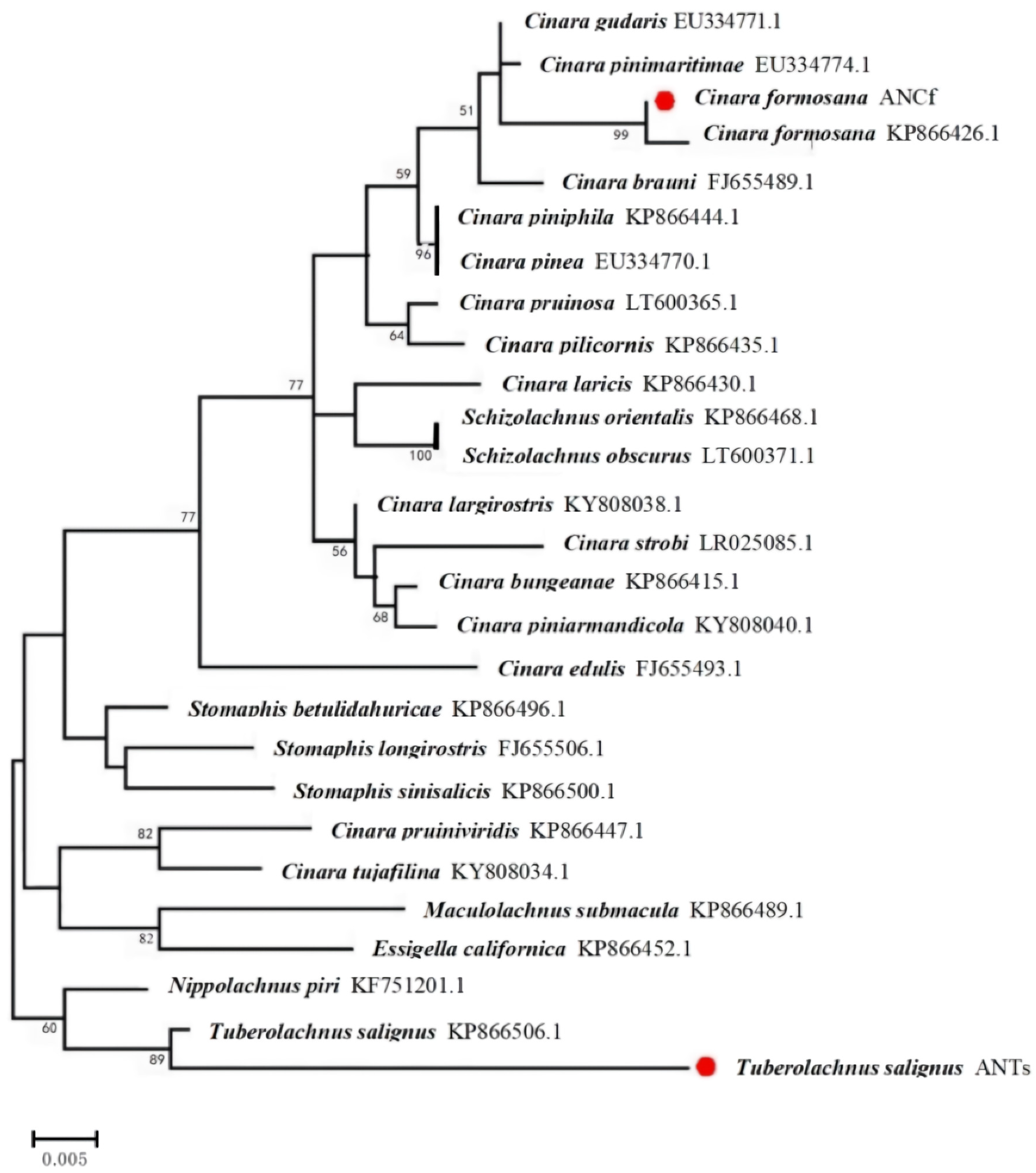 Coevolution and Genetic Divergence Between Two Aphid Species (Aphididae ...