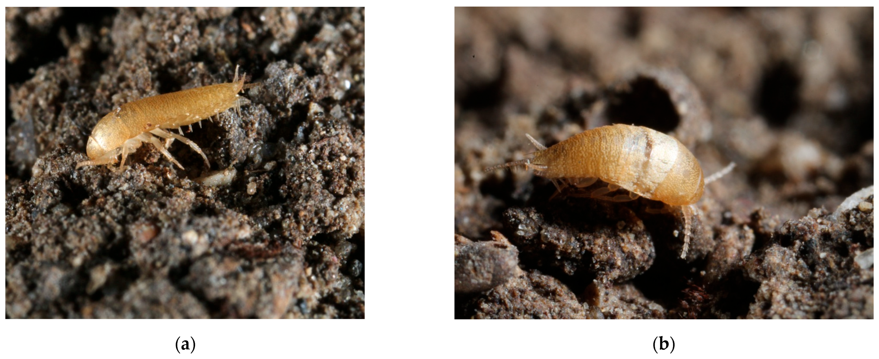 Diversity of Myrmecophilous Silverfish (Insecta: Zygentoma) in Bulgaria