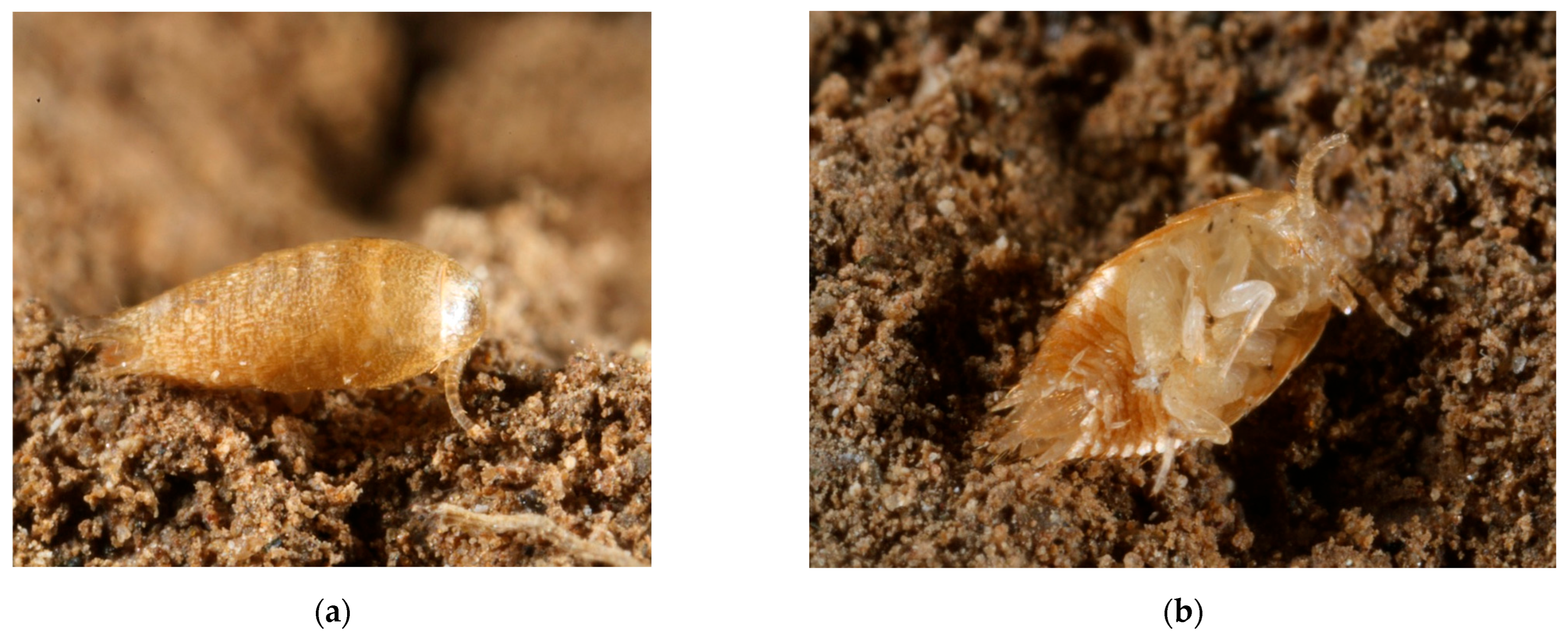 Diversity of Myrmecophilous Silverfish (Insecta: Zygentoma) in Bulgaria