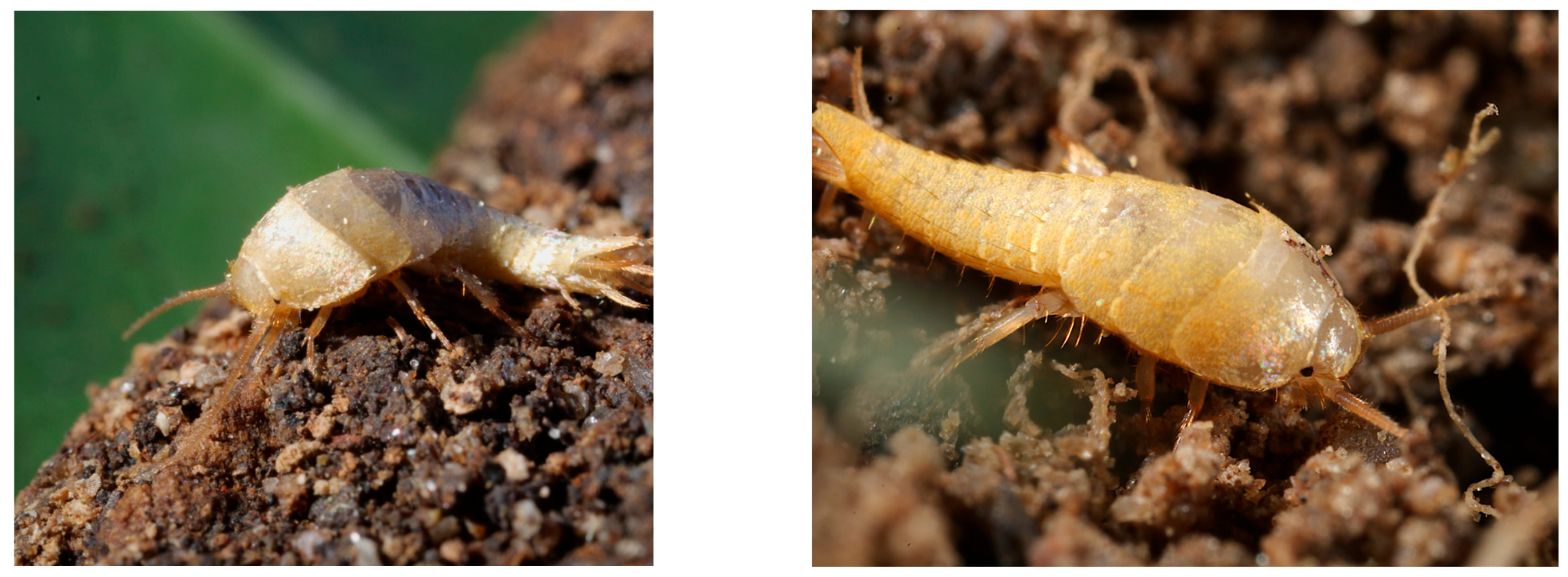 Diversity of Myrmecophilous Silverfish (Insecta: Zygentoma) in Bulgaria