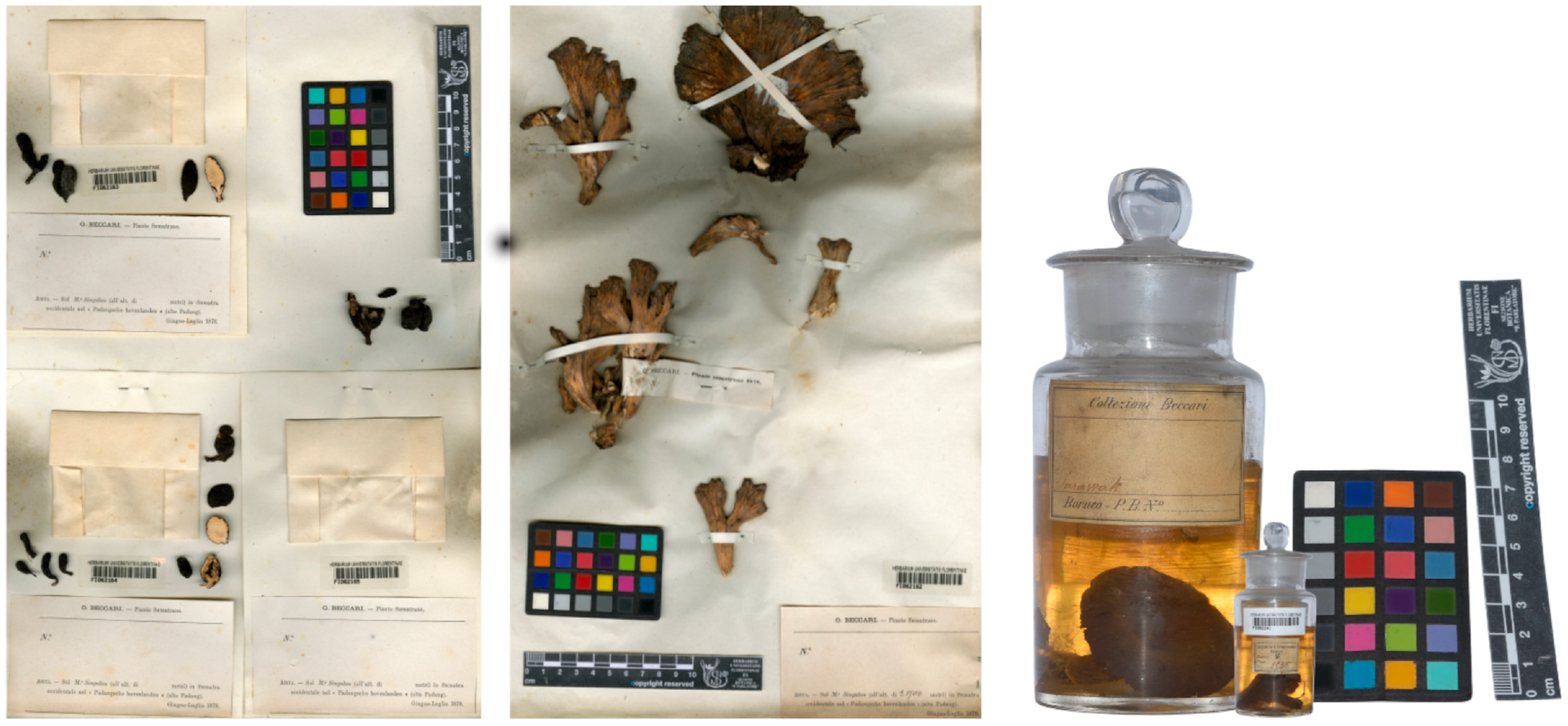 From Historical Collection to Digital Data: A 150-Year-Old Mycological ...