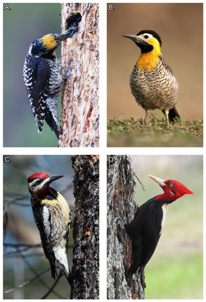 Chemical Ecology of Plumage-Carotenoid Blue Shifts in Violet-Sensitive ...