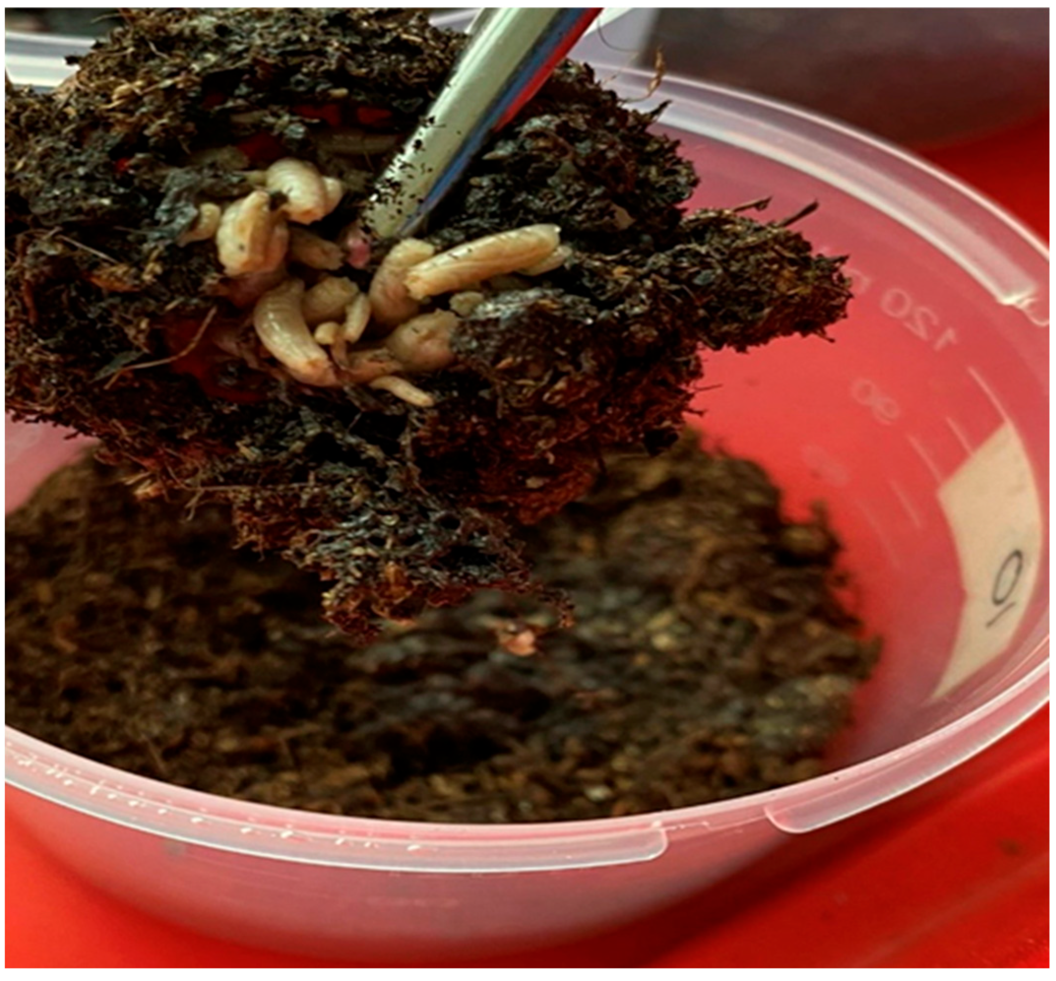 Assessment of Human DNA and Y-DNA Quantity in Blow Fly Larvae Cultured ...