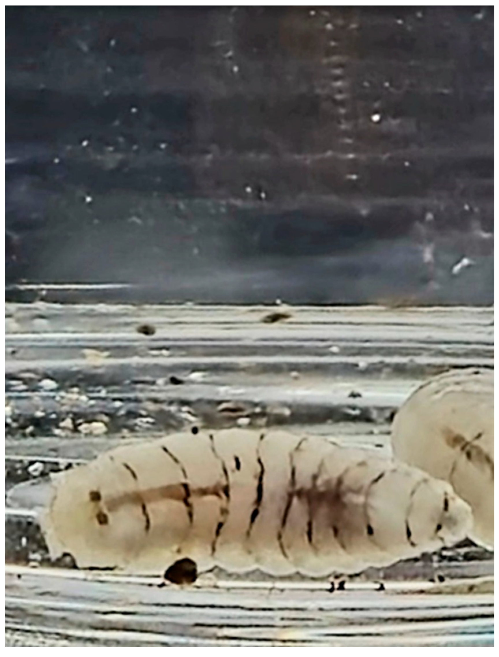 Assessment of Human DNA and Y-DNA Quantity in Blow Fly Larvae Cultured ...