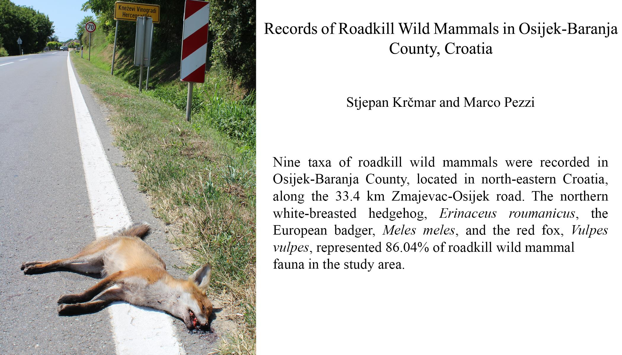 Records of Roadkill Wild Mammals in Osijek-Baranja County, Croatia