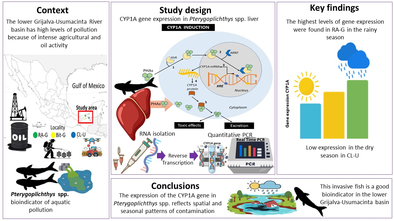 Environmental Stress in Wild Armored Catfish Pterygoplichthys spp ...