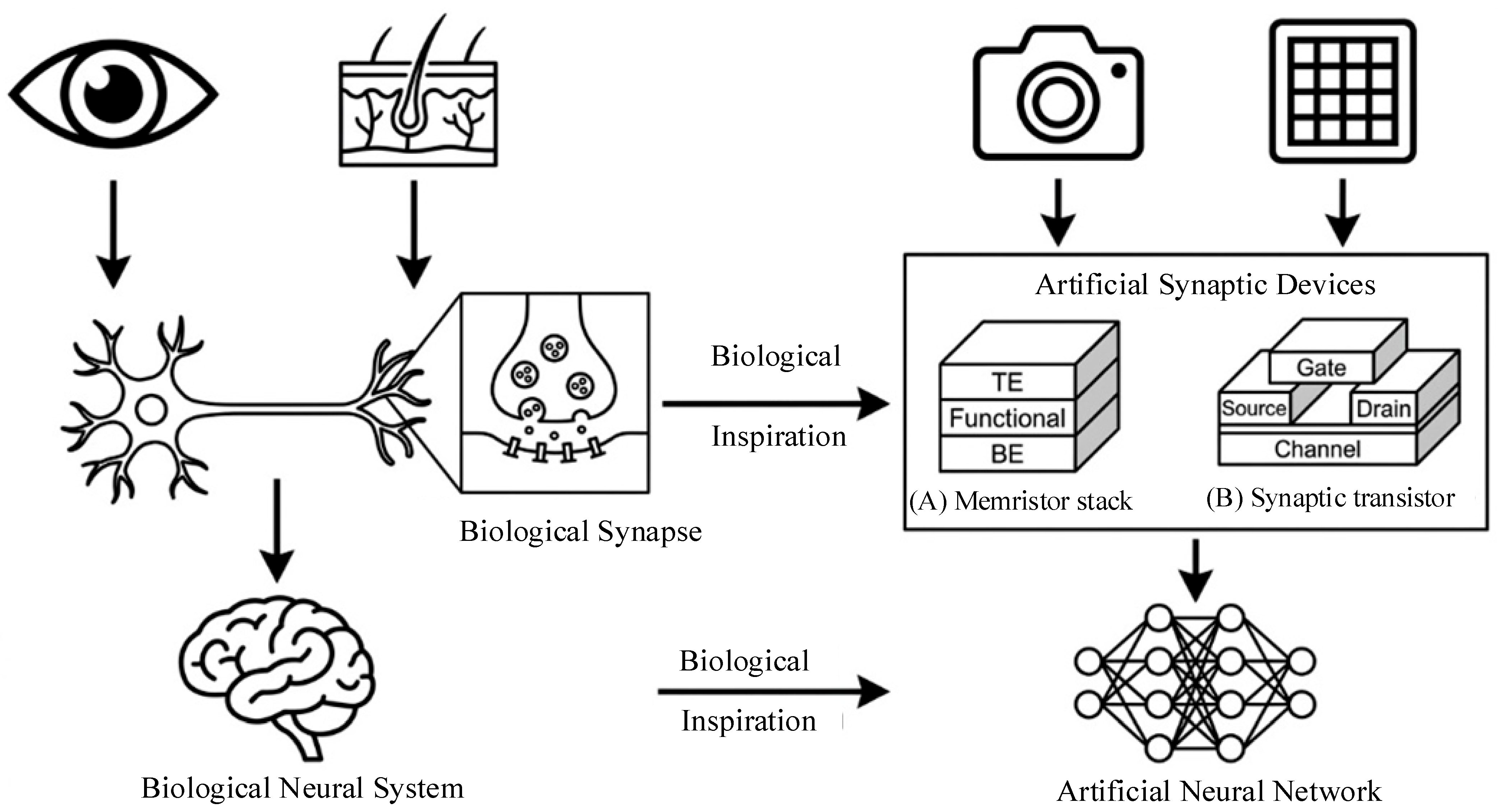 Tactile and Visual Artificial Synaptic Devices: Progress and Challenges
