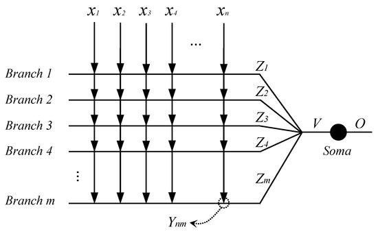 A Neuron Model with Dendrite Morphology for Classification