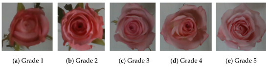 Four-Dimension Deep Learning Method for Flower Quality Grading with ...