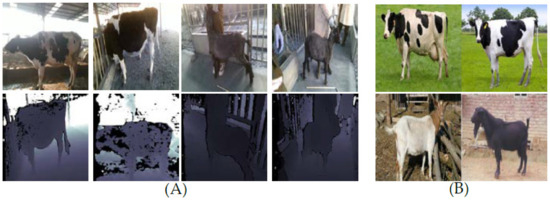 Study on Body Size Measurement Method of Goat and Cattle under ...