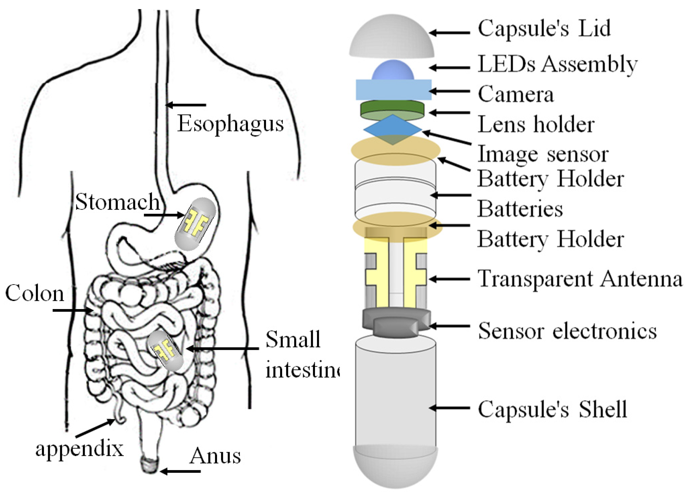 Dual Polarized Transparent Antenna And Its Application For Capsule Dual Polarized Transparent Antenna And Its Application For Capsule