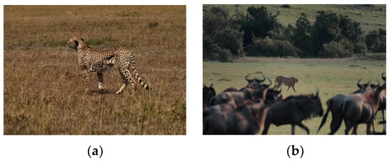 Multi-User Detection Based on Improved Cheetah Optimization Algorithm