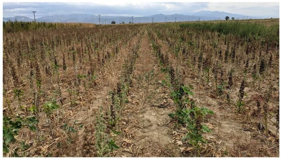 Mechanical Harvesting of Castor Bean (Ricinus communis L.) with a ...