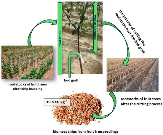 Analysis of the Energy Potential of Waste Biomass Generated from Fruit ...