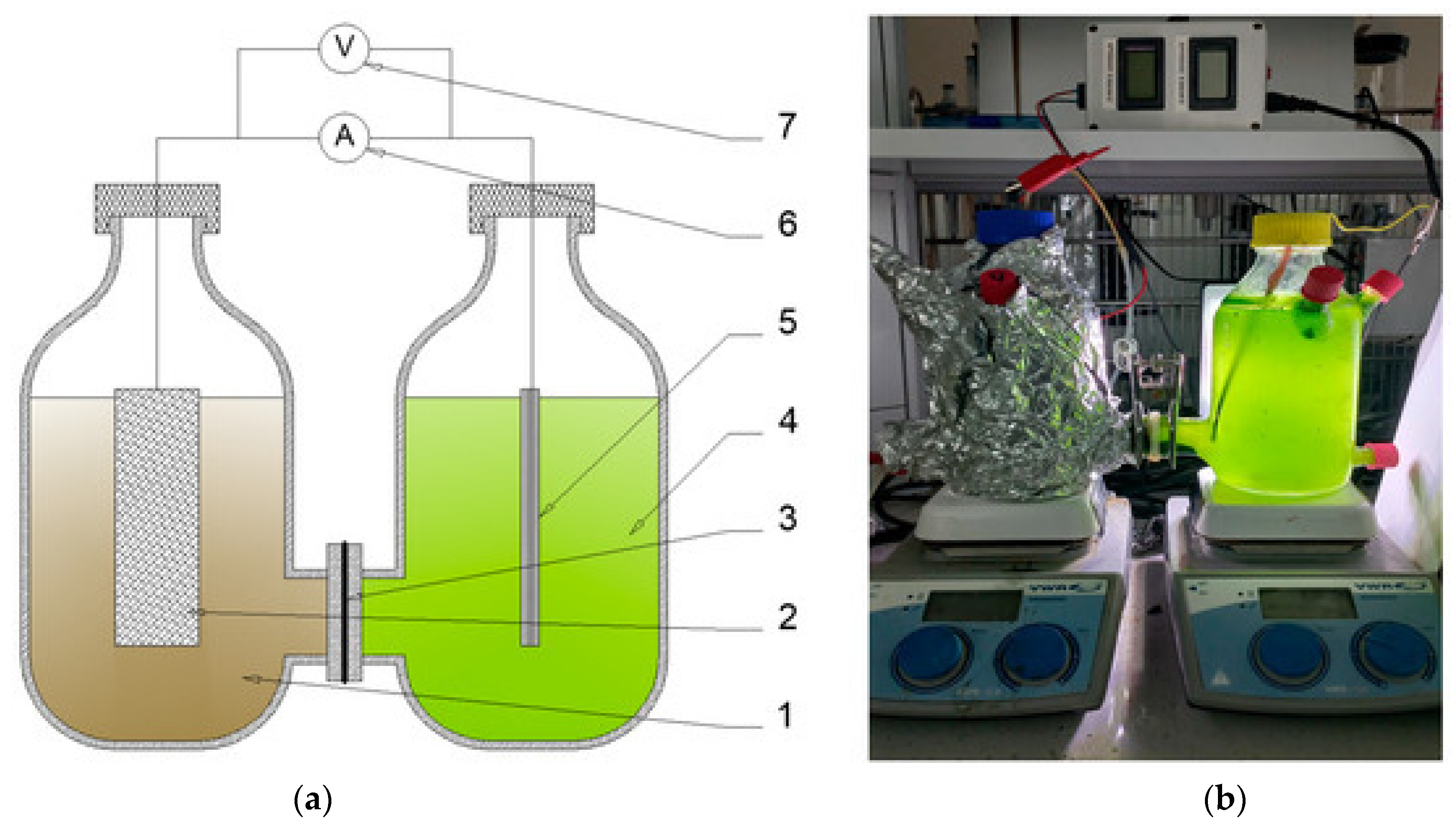 Anode Chamber Effluent of a Microbial Fuel Cell as a Sustainable ...