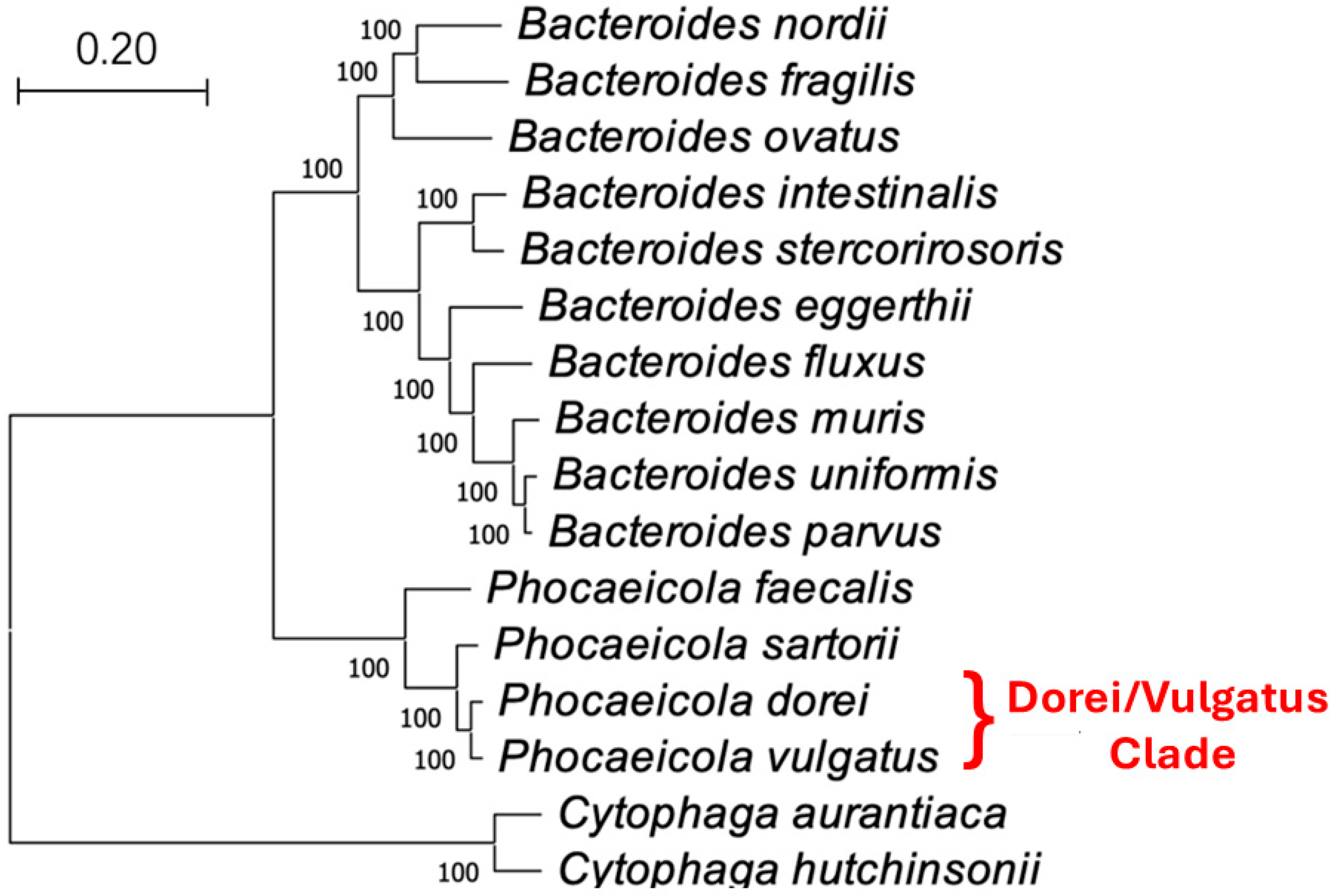 Identification and Application of Phocaeicola-Specific Conserved ...