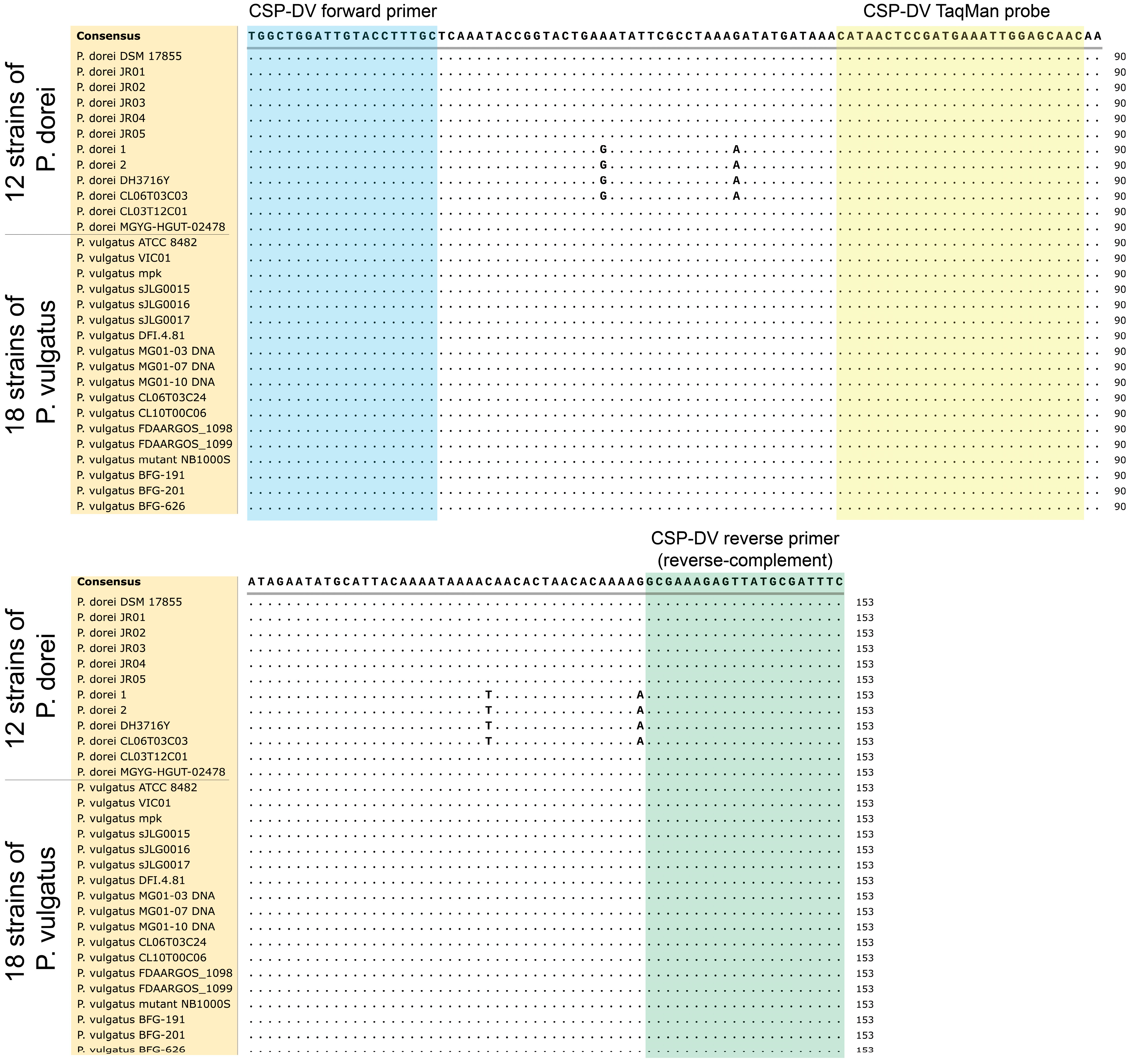Identification and Application of Phocaeicola-Specific Conserved ...
