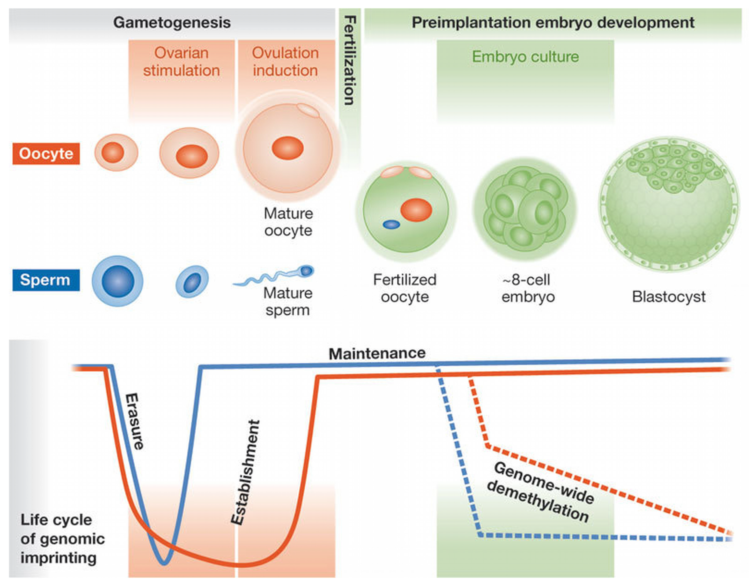 Novel Perspectives on ATP8A2 Regulation: Evidence for Parental ...
