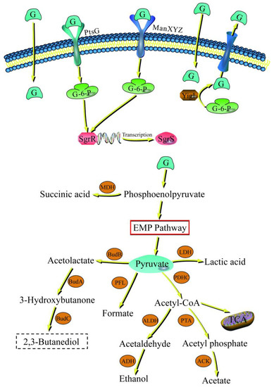 Enhancement of 2,3-Butanediol Production by Klebsiella pneumoniae ...
