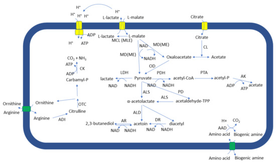 Malolactic Fermentation—Theoretical Advances and Practical Considerations