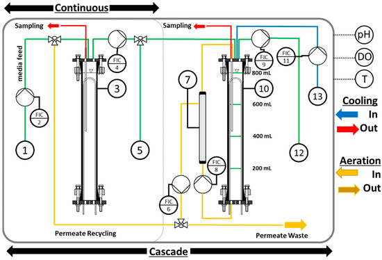A Two-Stage Cascade for Increased High-Value Product Accumulation in ...