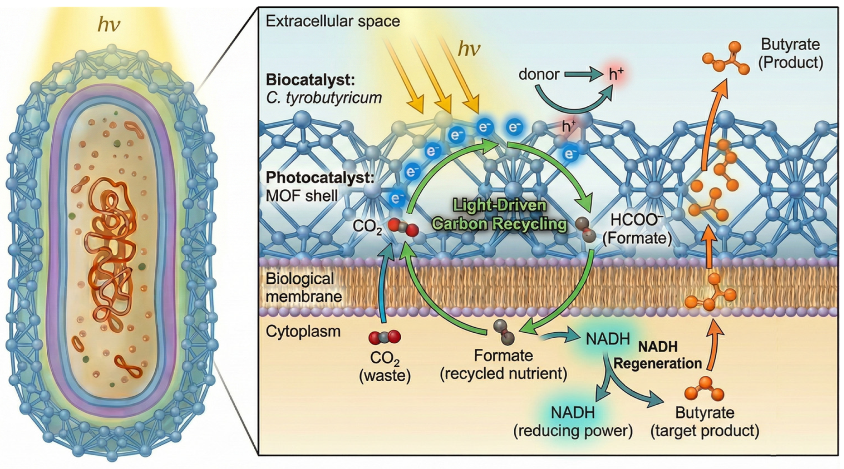 Metal–Organic Frameworks as Synergistic Scaffolds in Biomass ...