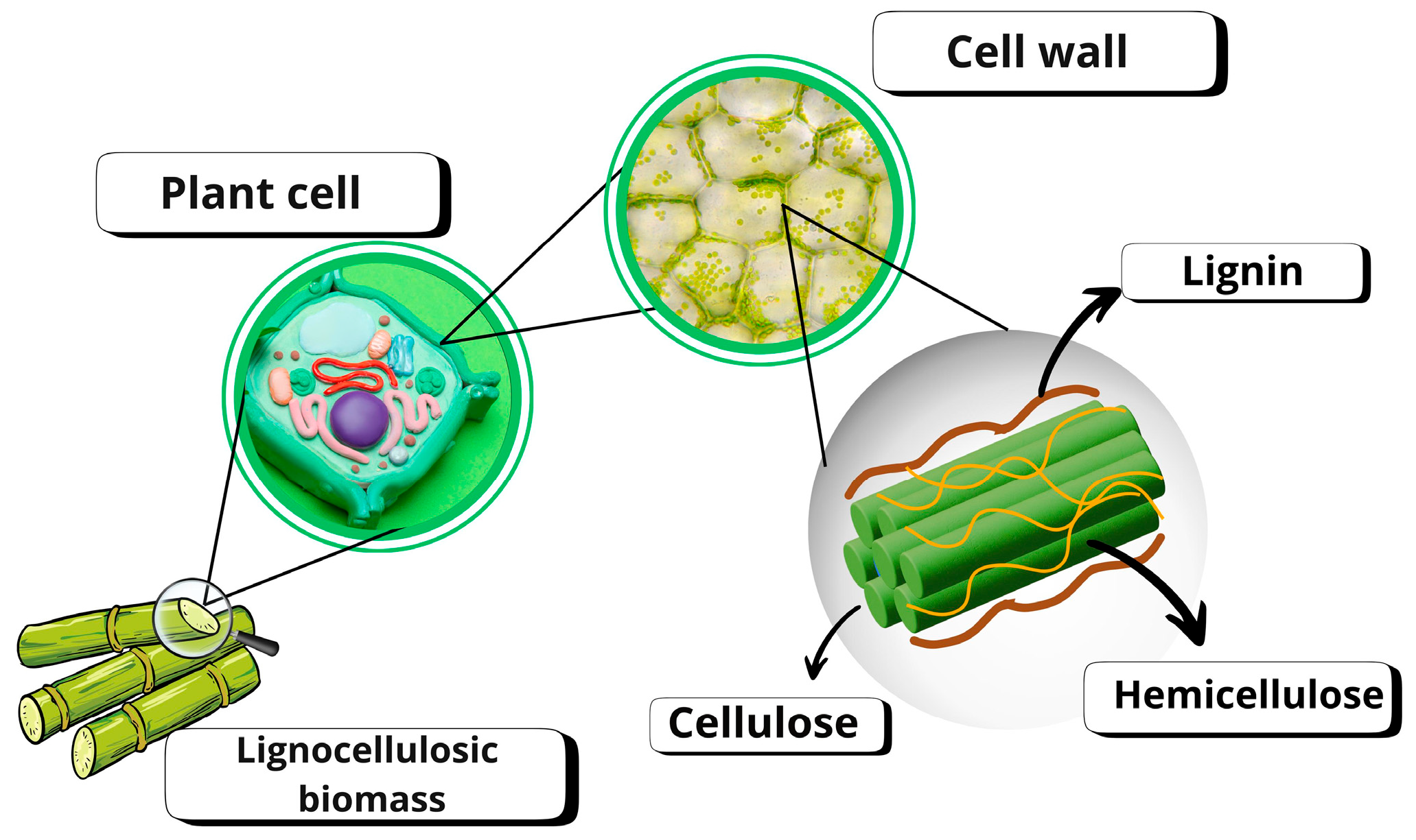 Current Trends of Cellulosic Ethanol Technology from the Perspective of ...