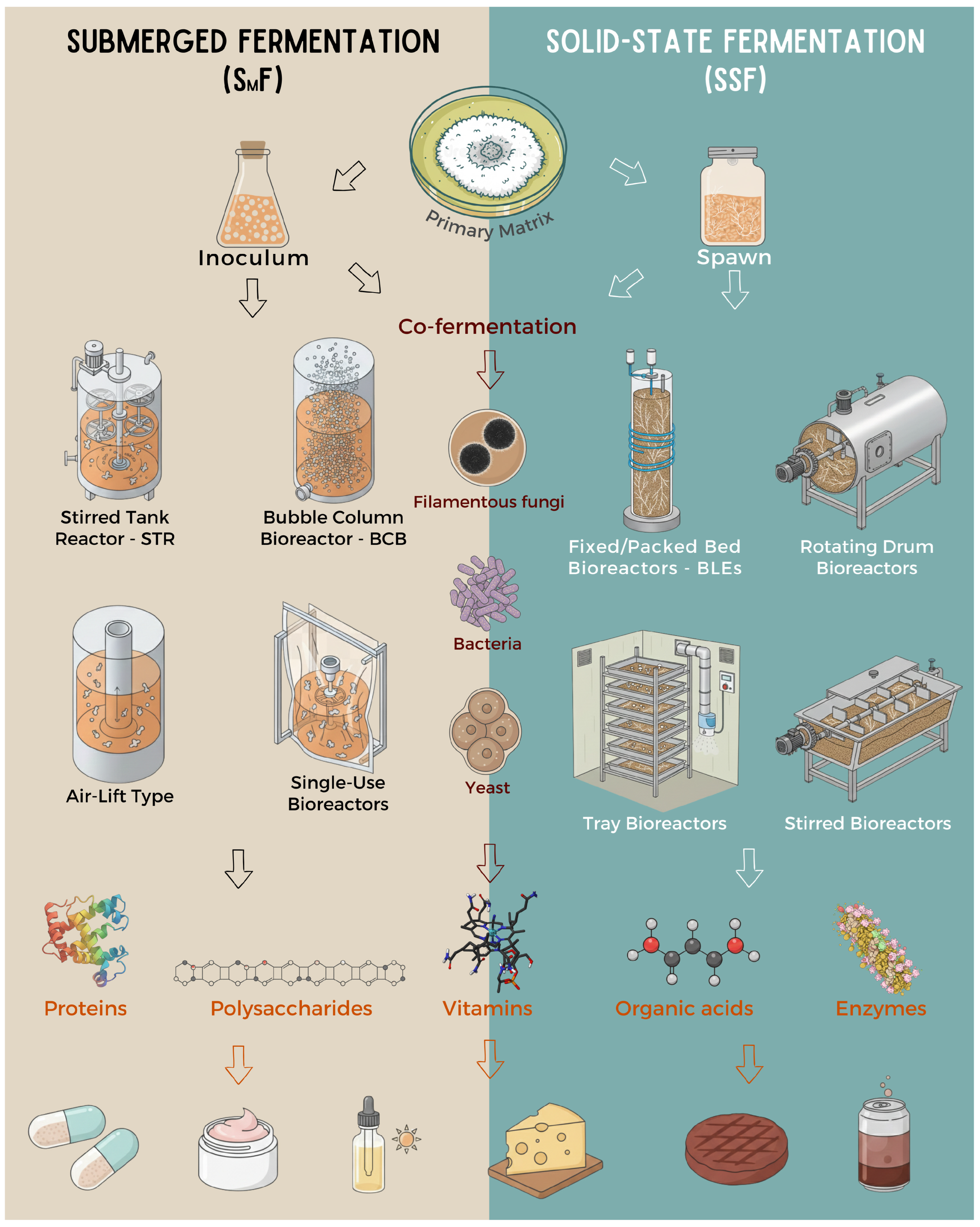 Functional Foods from Edible Mushrooms and Mycelia: Processing ...