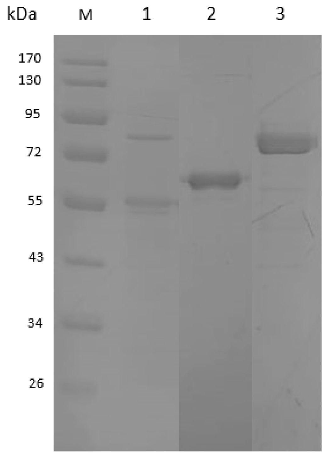 Heterologous Production, Purification, and Characterization of Three ...
