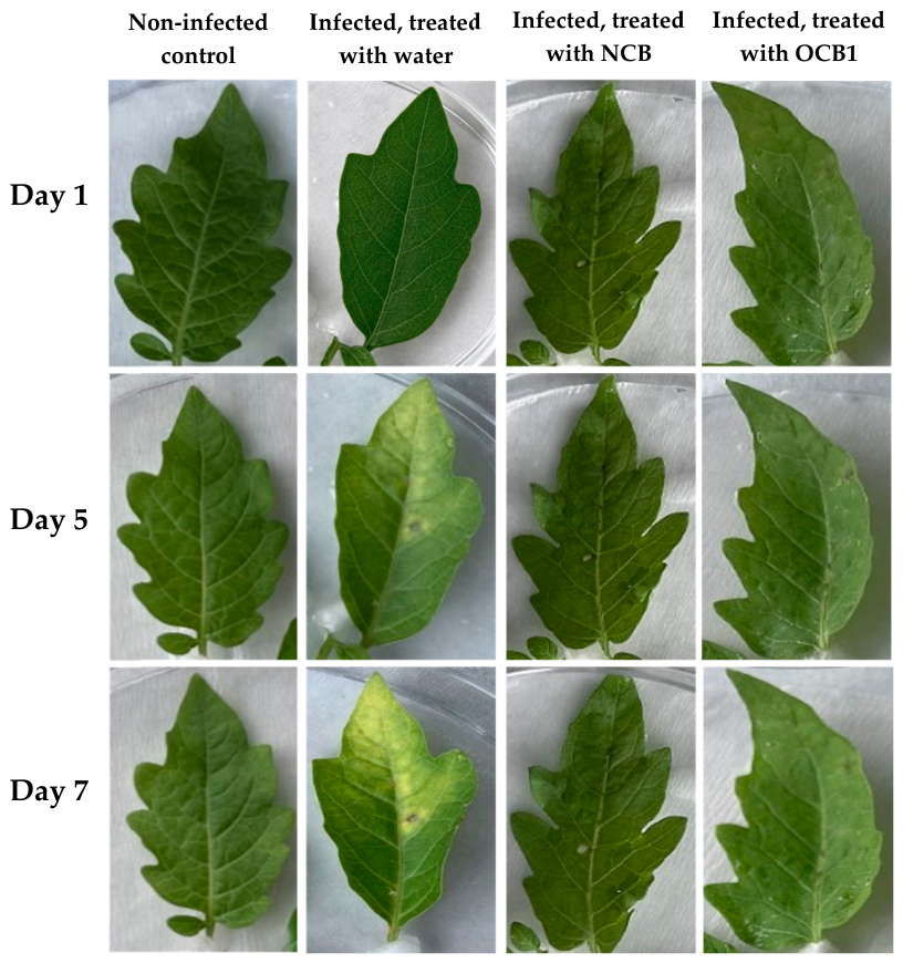 Enhanced Antifungal Activity of Bacillus velezensis R22 Against ...