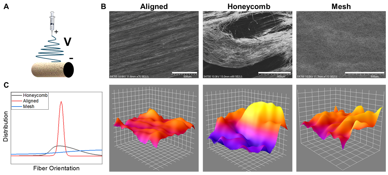 Electrospun Nanofiber Scaffolds for In Vitro 3D Tissue Engineering