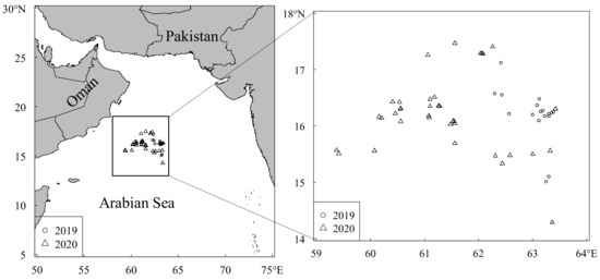 Age, Growth and Population Structure Analyses of the Purpleback Flying ...