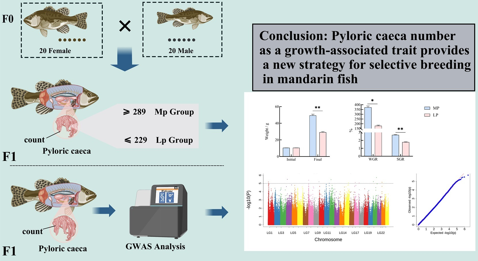 Pyloric Caeca Number as a Growth-Associated Trait Provides a New ...