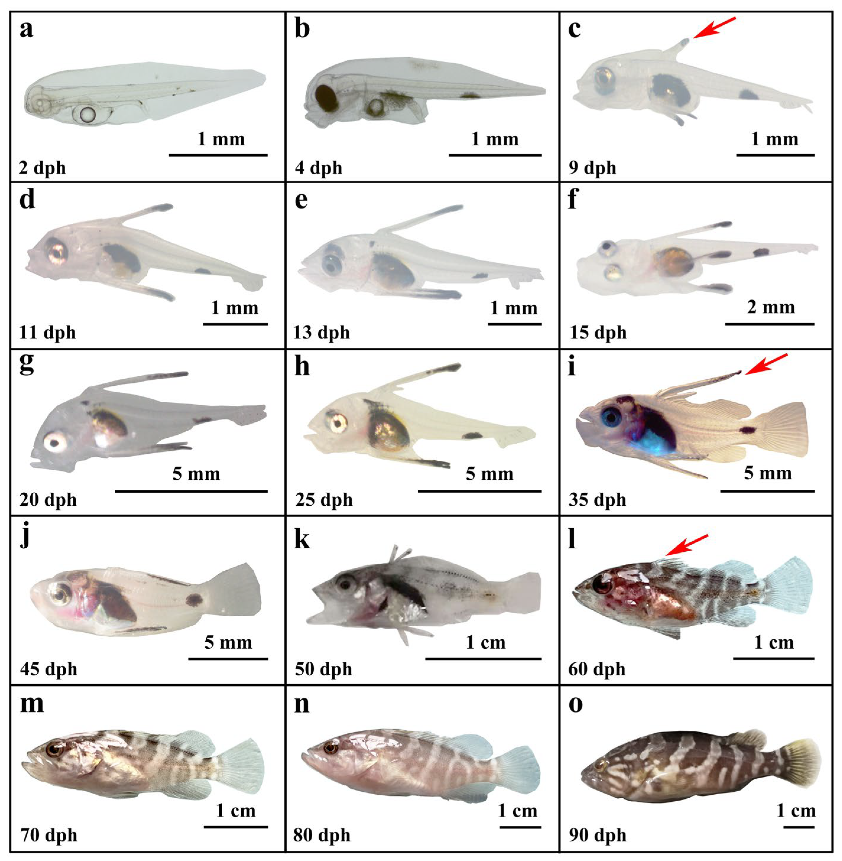 Embryonic and Larval Development of an Interspecific Grouper Backcross ...