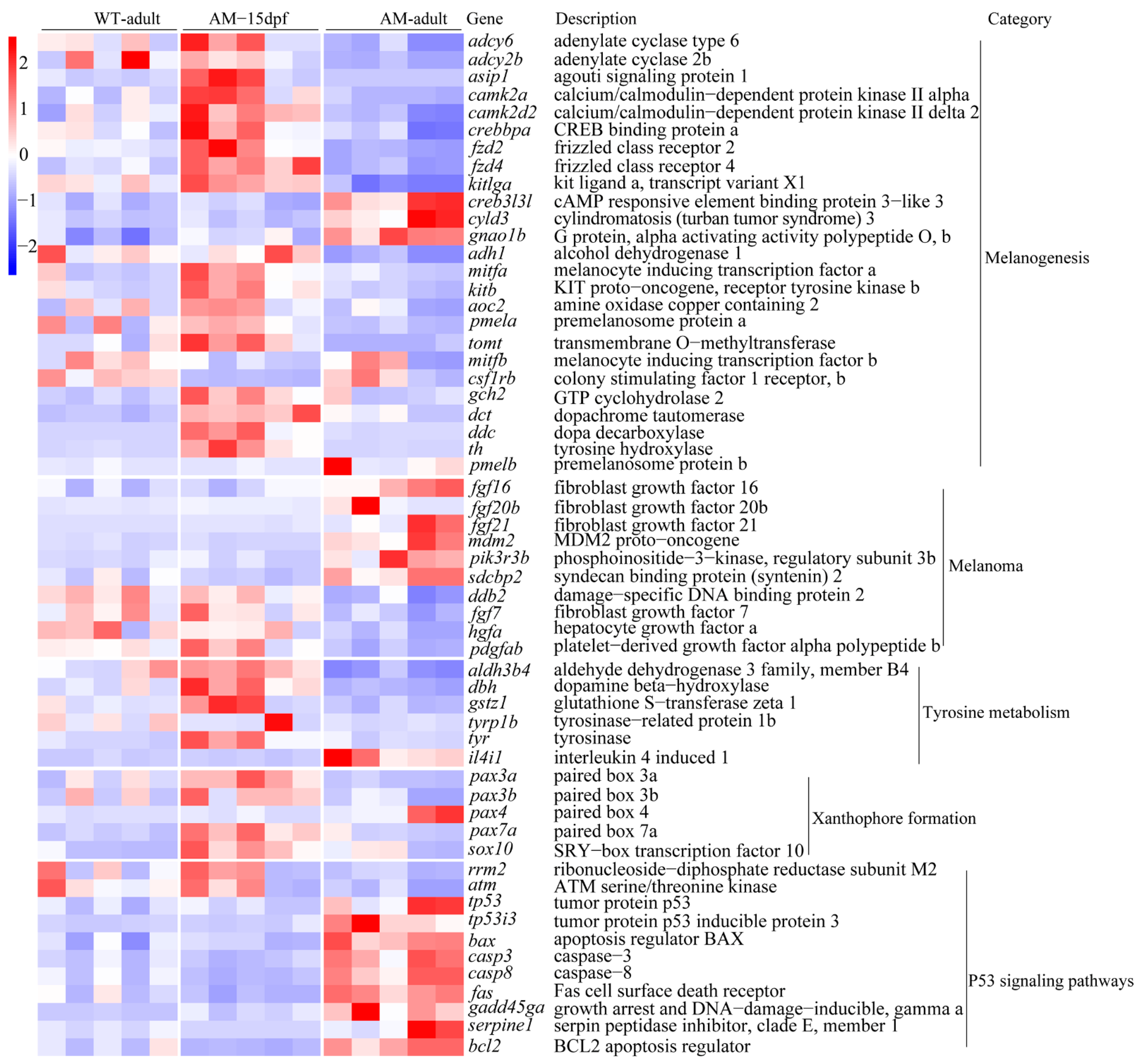 Transcriptome Analysis of Natural Albino Northern Snakehead (Channa ...