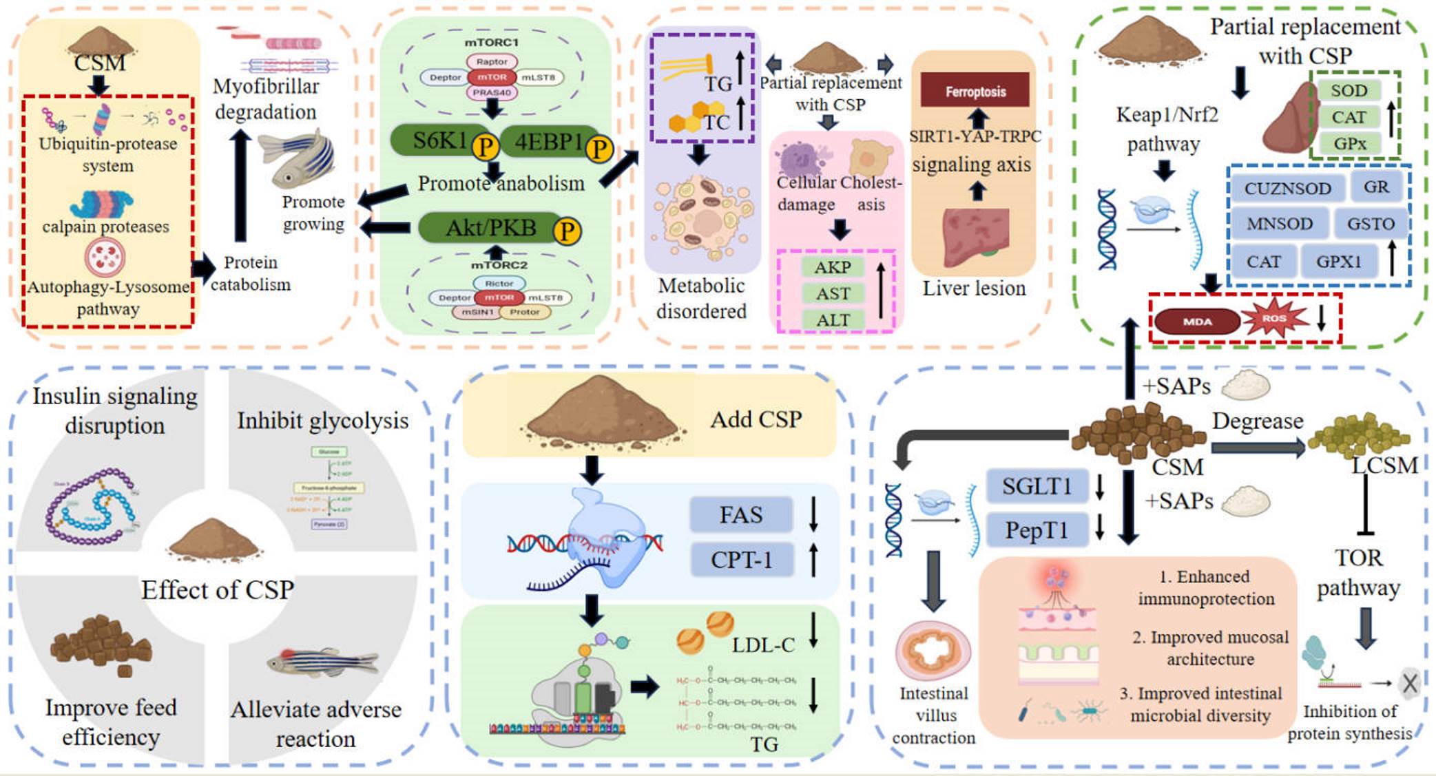 Cottonseed Protein as an Alternative Feed Ingredient for Fish ...